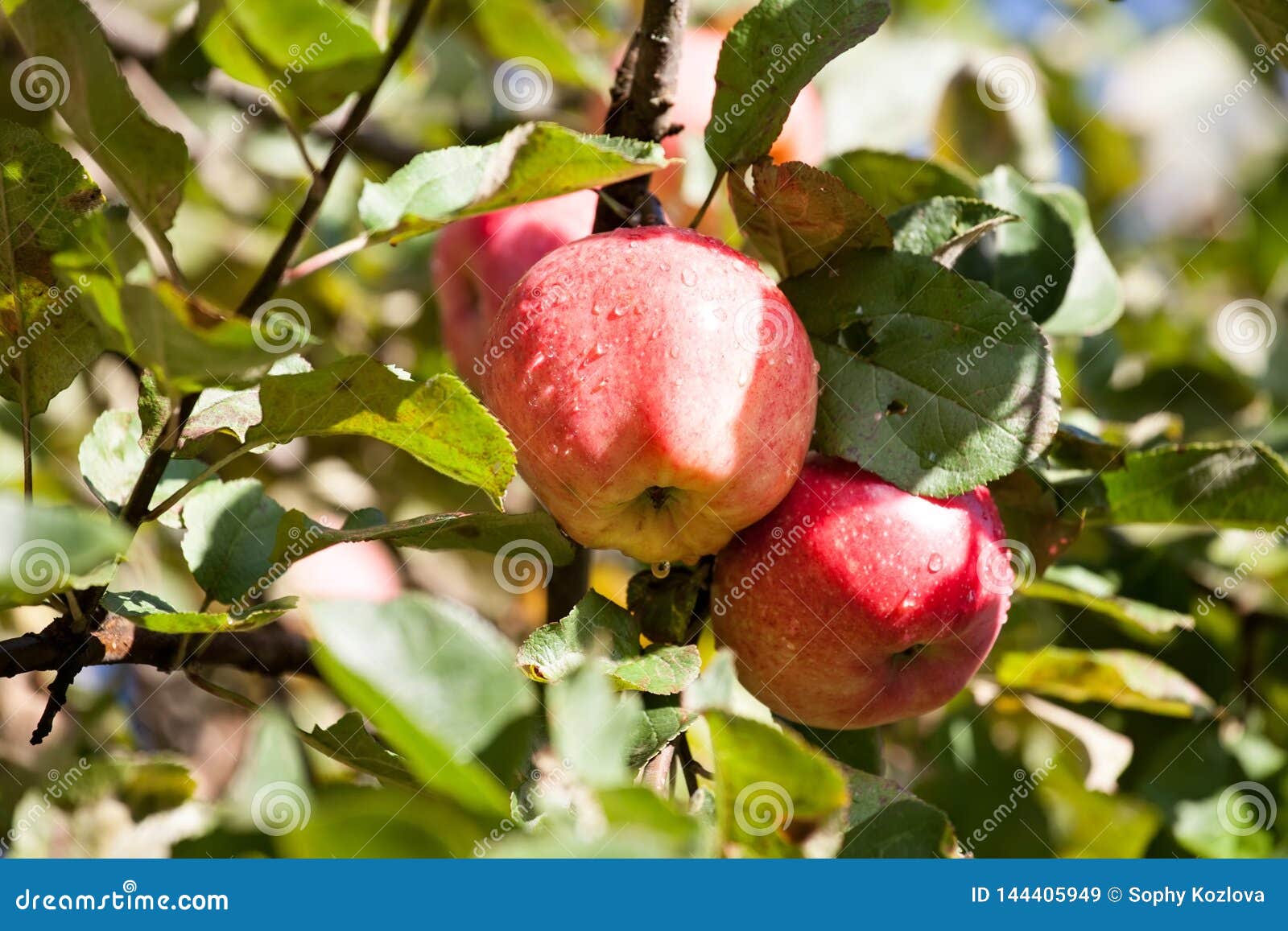 Two Big Red Apples on Orchard Tree Branches Stock Image - Image of ...