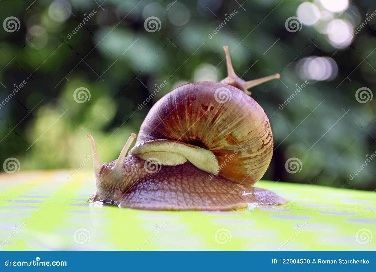 Two Big Snails. One Climbed Onto Another Stock Photo - Image of animal ...