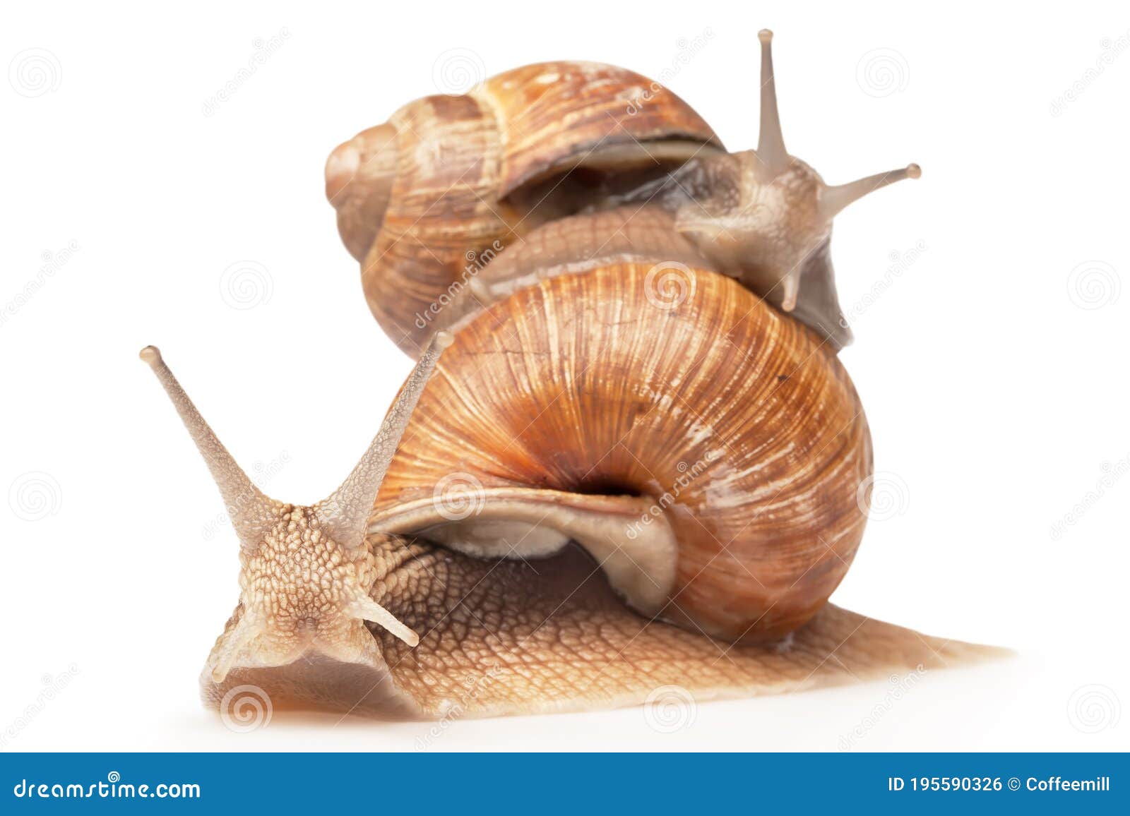 Two big snails stock photo. Image of slime, gastropod - 195590326