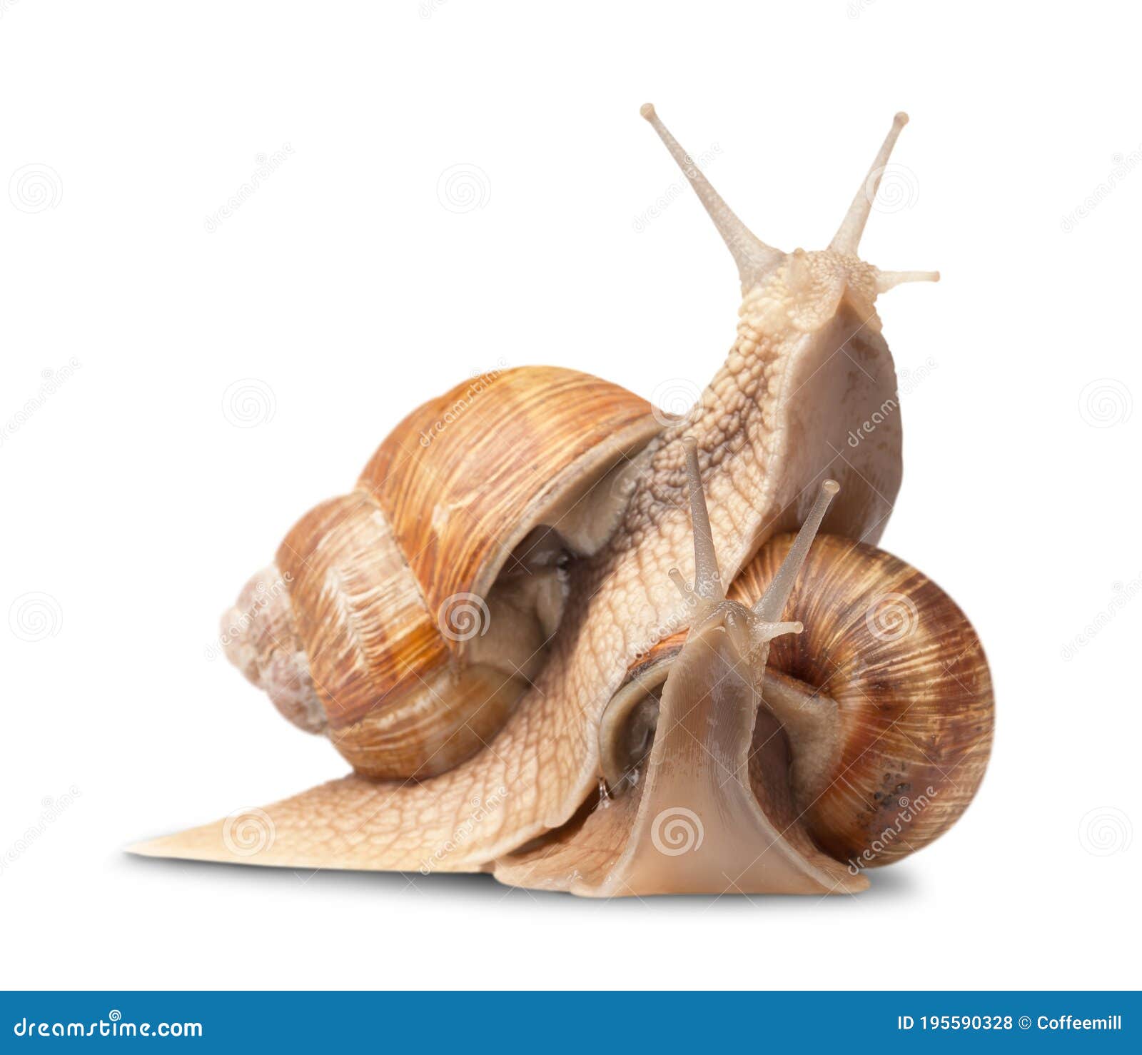 Two big snails stock photo. Image of snail, house, disgusting - 195590328