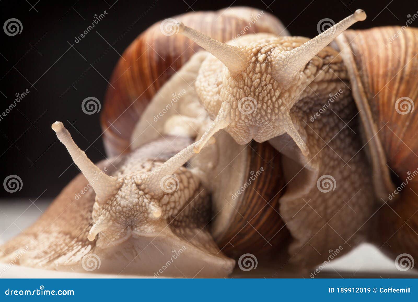 Two big snails stock image. Image of mollusks, house - 189912019