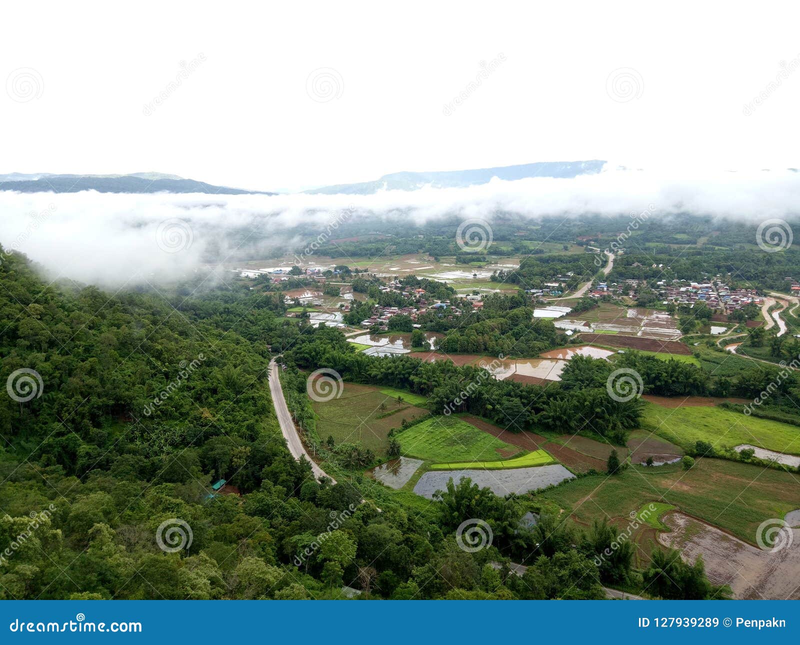 Big stone in the forest stock image. Image of nature - 127939289