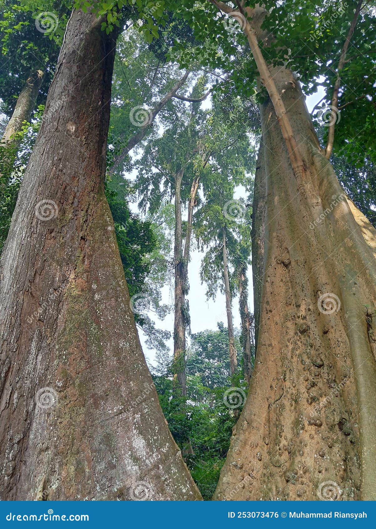 Two Big Tree at the Bogor Botanical Garden Editorial Photo - Image of ...