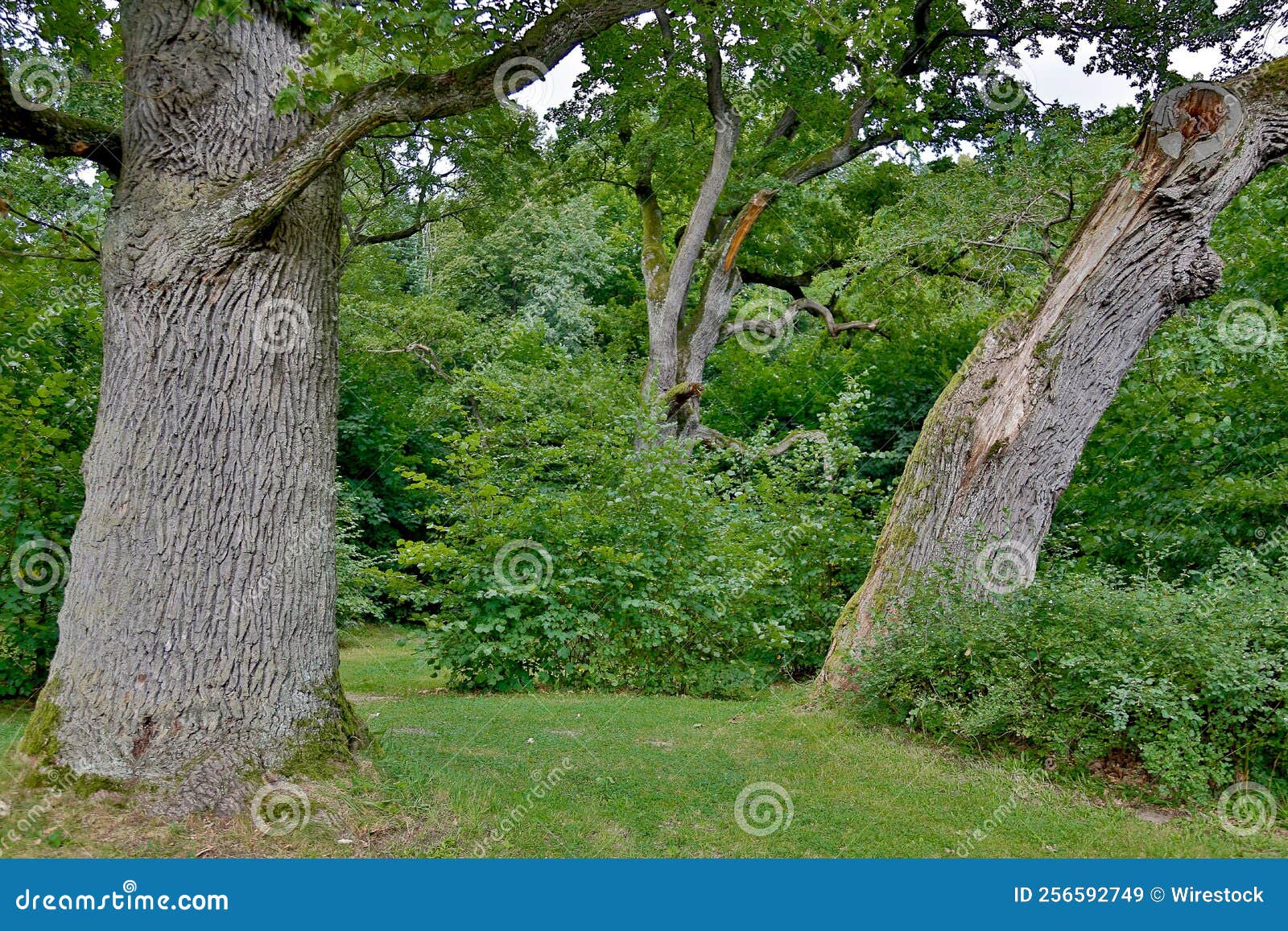 Two big tree in the forest stock image. Image of tree - 256592749