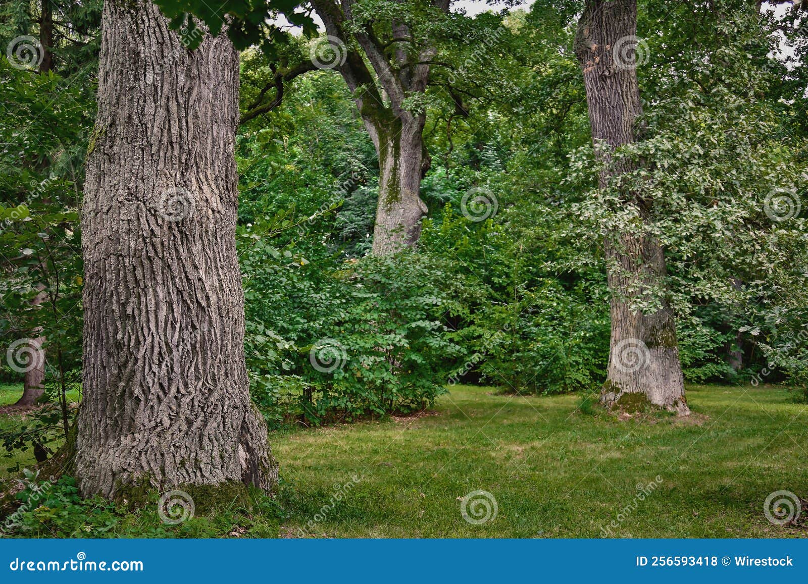 Two big tree in the forest stock photo. Image of park - 256593418