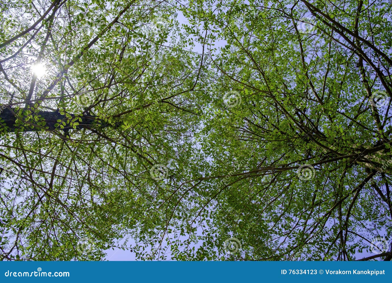 Two Big Tree Up To the Sunshine Sky Stock Image - Image of natural ...
