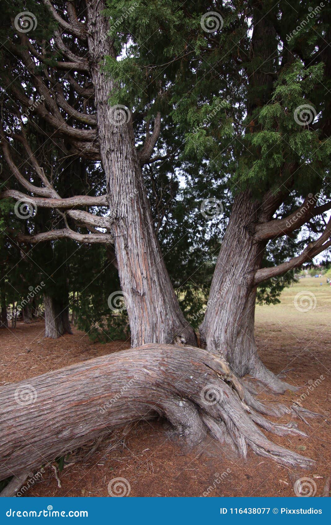Two Big Trees and a Fallen Tree Stock Image - Image of clouds, building ...