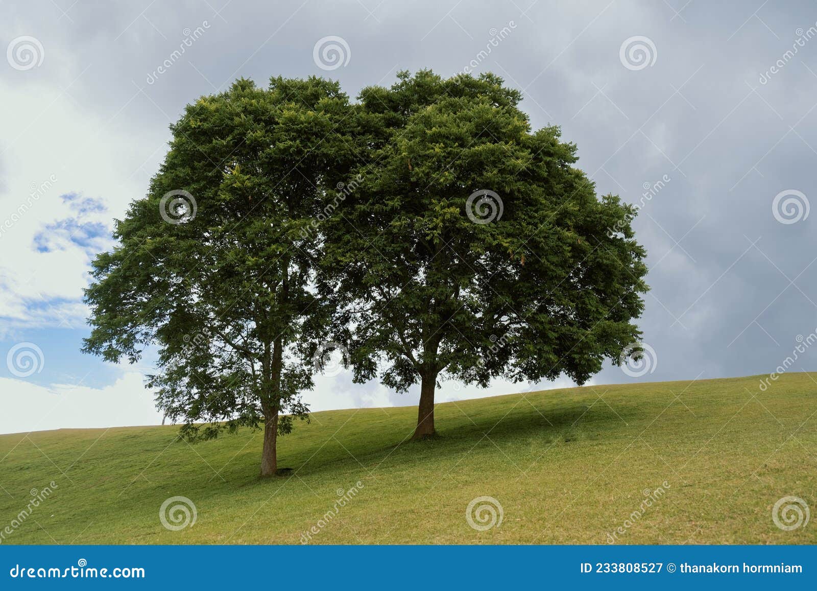Two big trees in the field stock image. Image of garden - 233808527