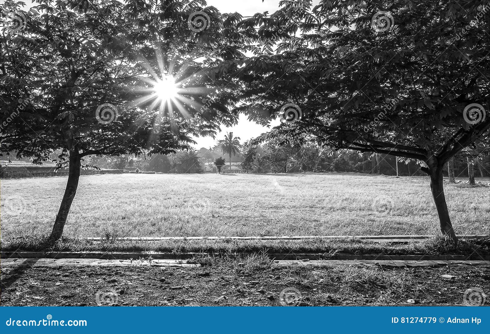Two Big Trees in Left and Right, Stock Image - Image of life, farming ...