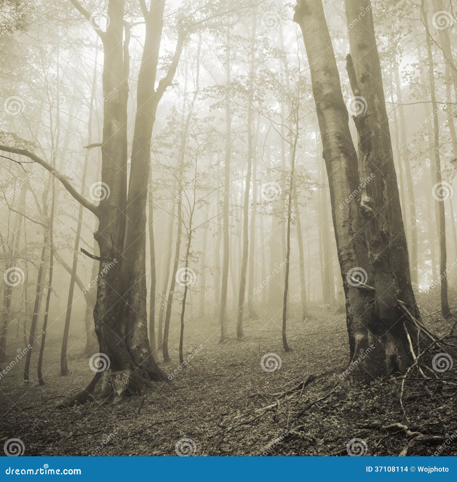 6,925 Deep Misty Forest Stock Photos - Free & Royalty-Free Stock Photos ...