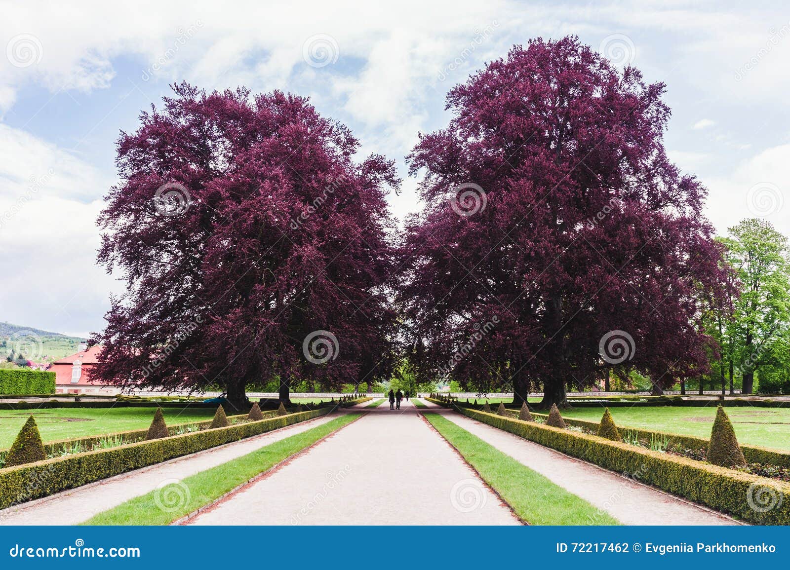 Two Big Trees with Purple Foliage in Park Stock Photo - Image of orange ...