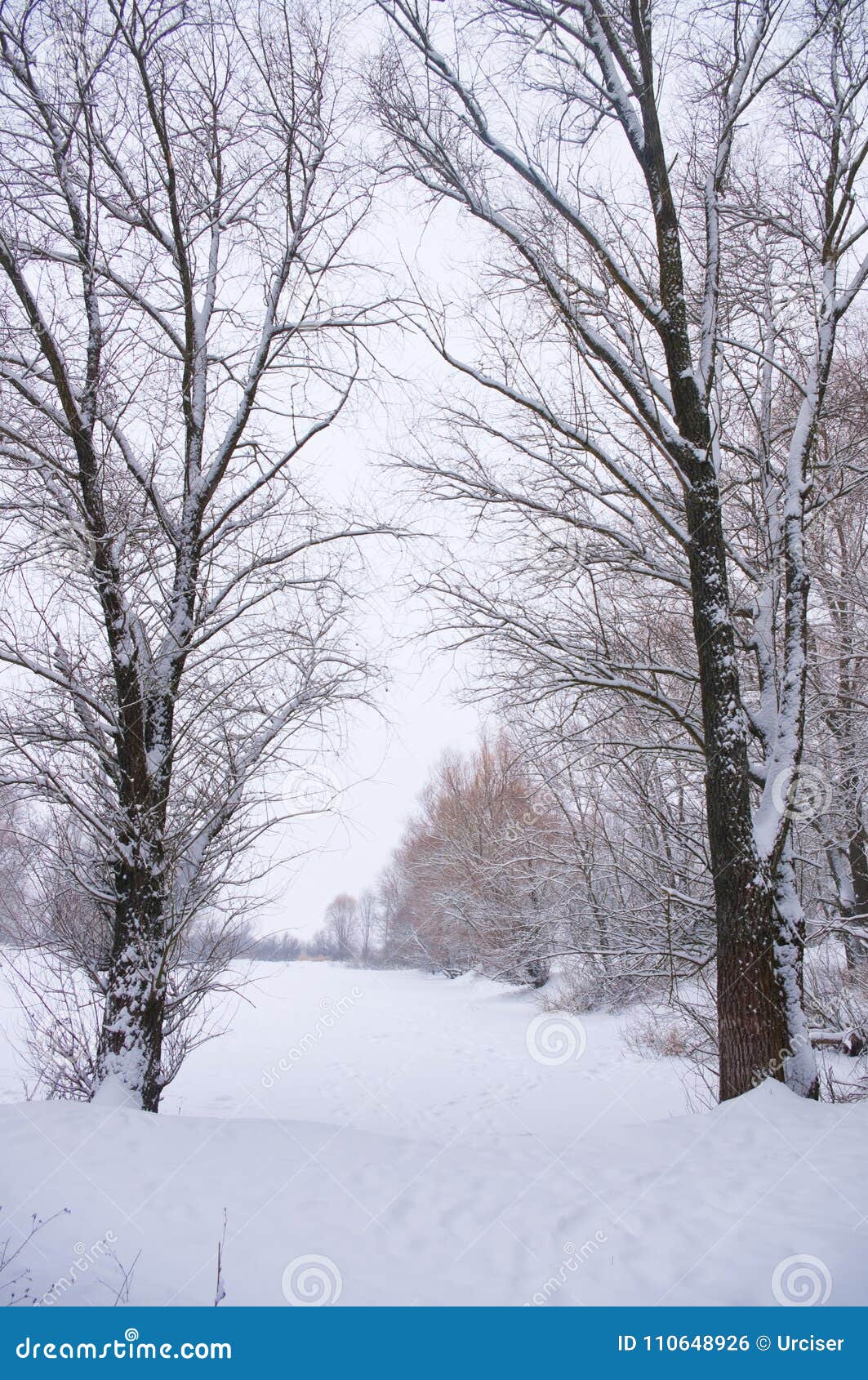 Two big trees in winter stock photo. Image of white - 110648926