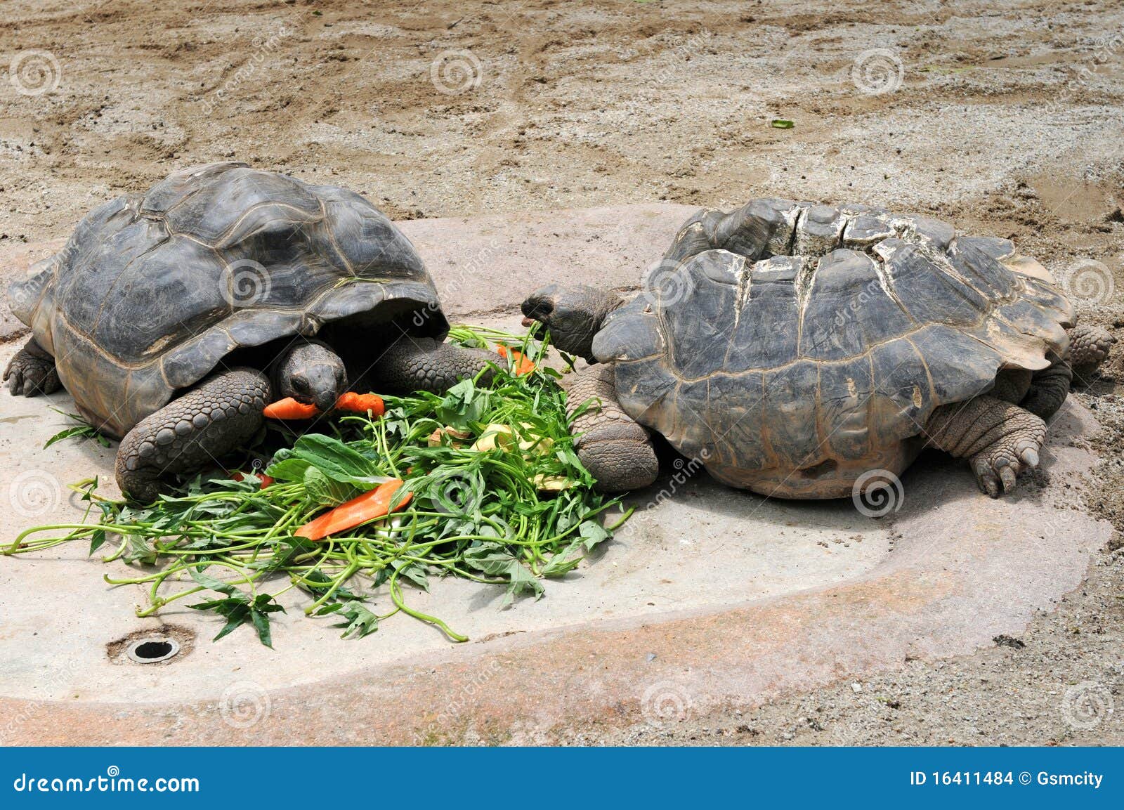Two big turtle eating stock photo. Image of nature, animal - 16411484