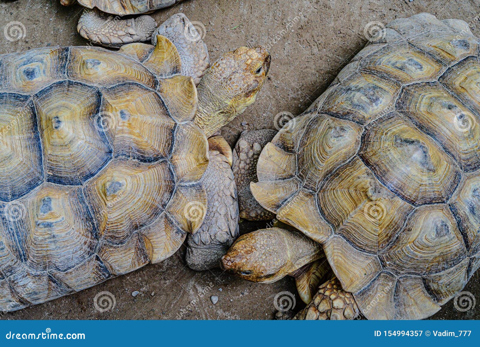 Two Big Turtles Standing Opposite Each Other. Stock Image - Image of ...