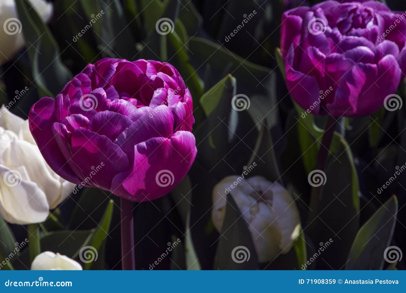 Two Big Violet Flowers with Green Leaves Stock Image - Image of ...