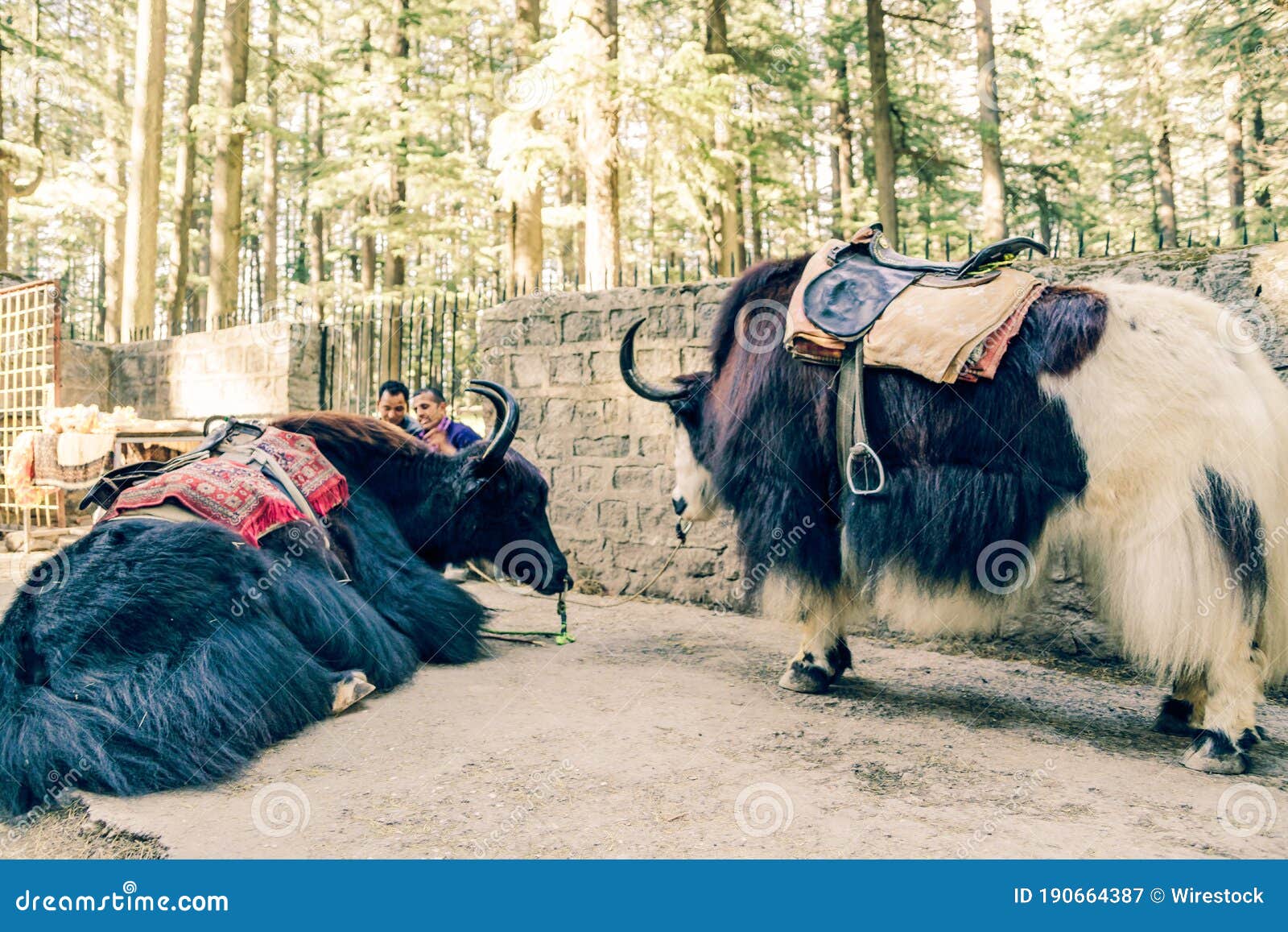 Two Big Yaks in the Malana Village, India Stock Image - Image of blue ...