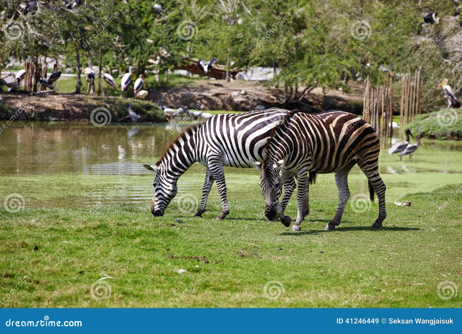 Two big zebra stock image. Image of grass, pattern, mammal - 41246449