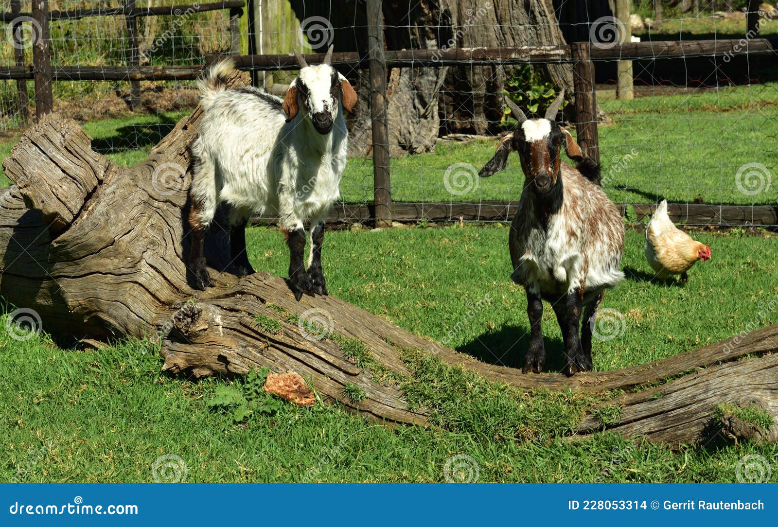 Two Billy Goats and a Chicken Stock Photo - Image of domestic, eventoed ...