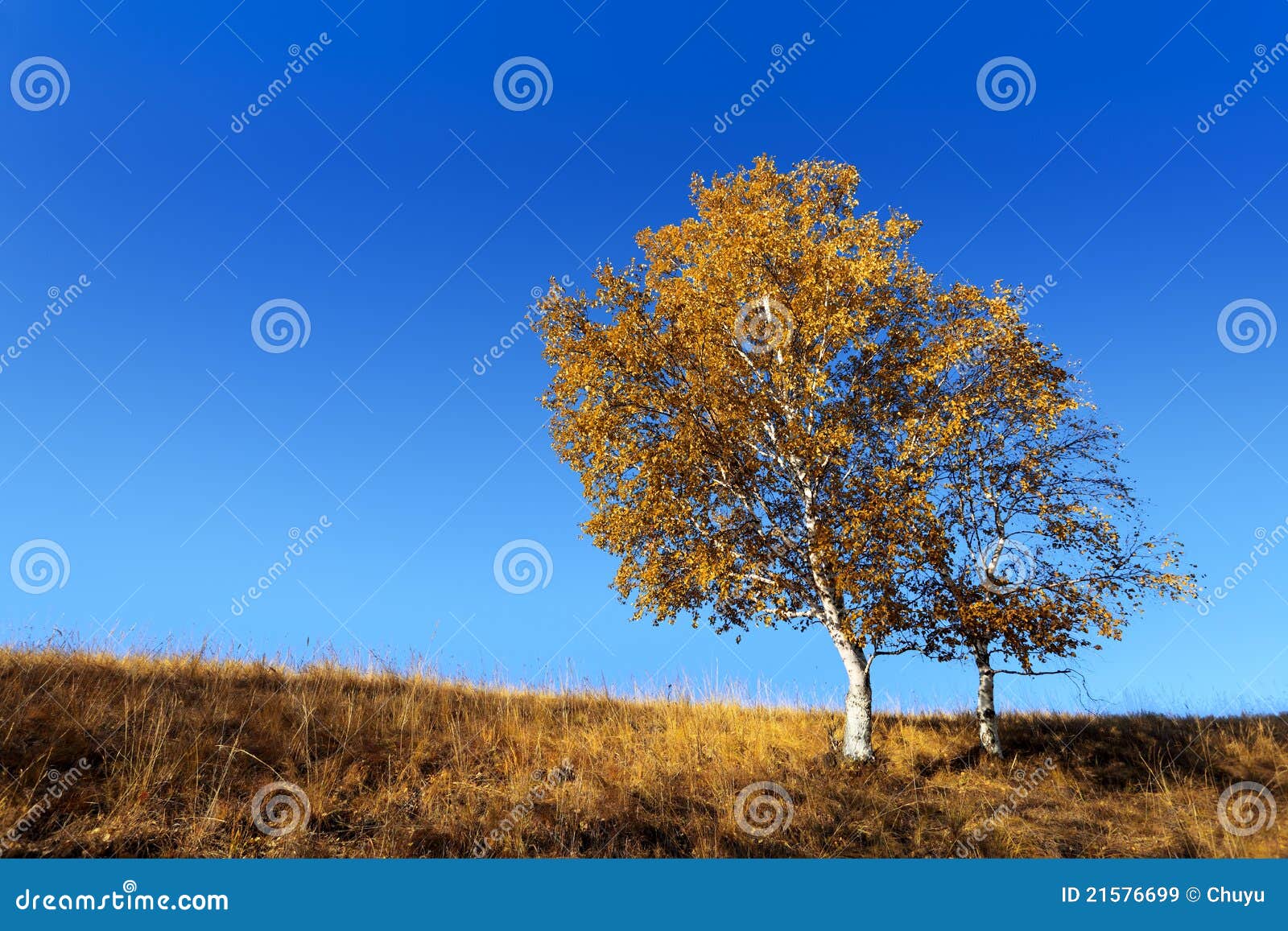Two birch tree in autumn stock image. Image of beautiful - 21576699