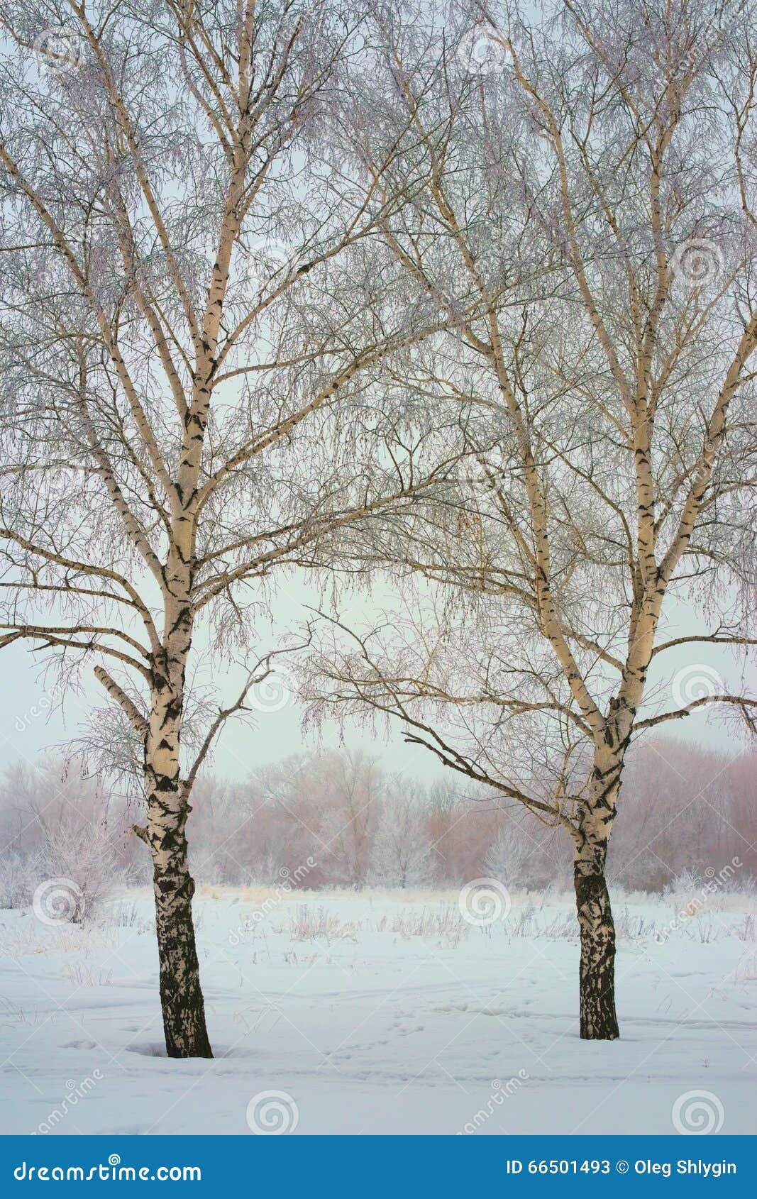 Two Intertwined Trees Stock Photos - Download 36 Royalty Free Photos