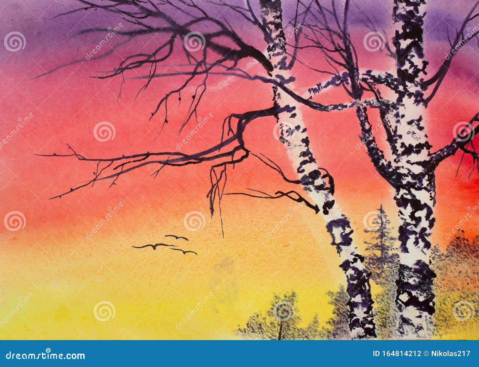 Two Birch Trees and Bright Sunset Stock Photo - Image of christmas ...