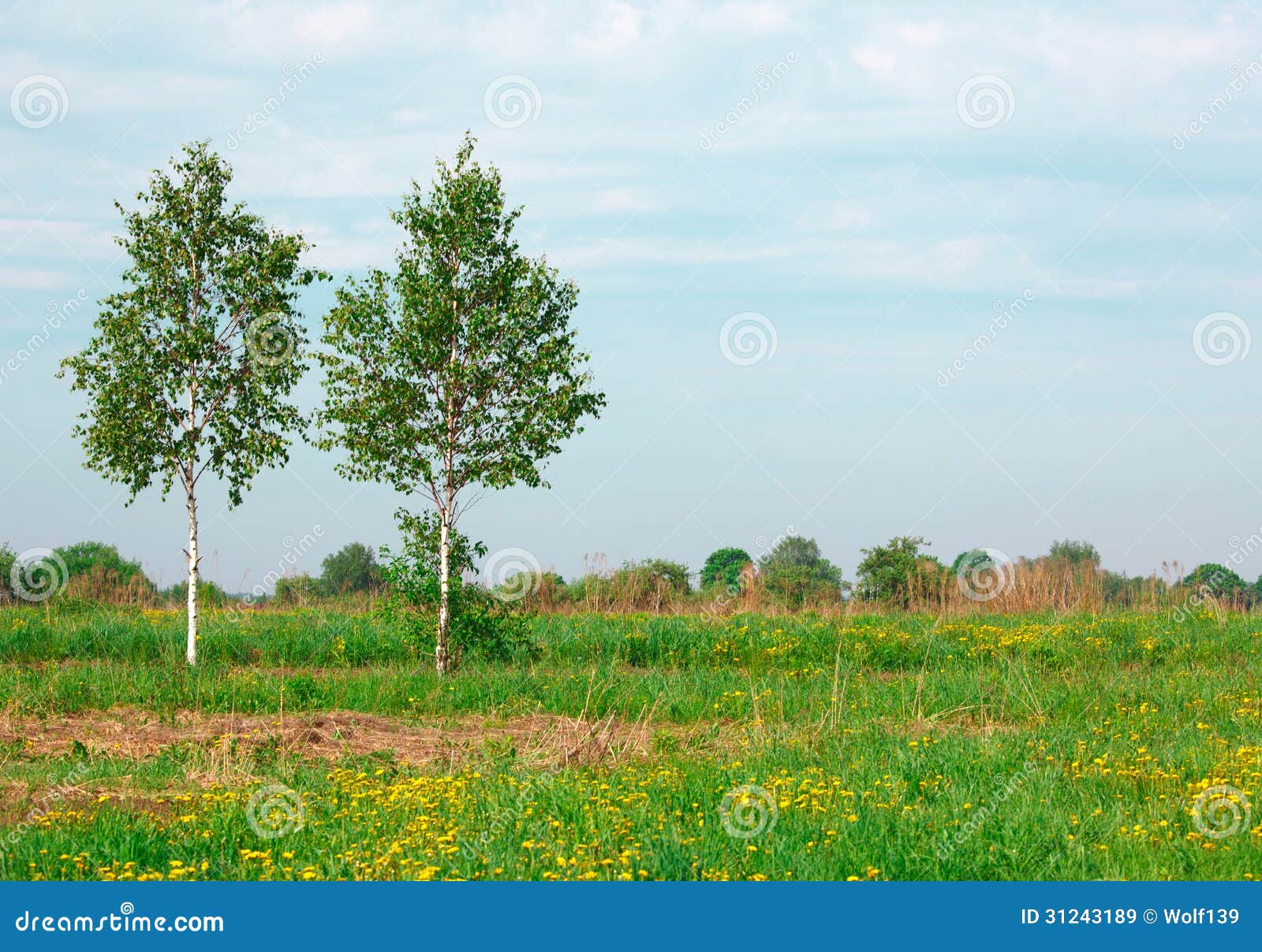 Two birch trees in a field stock image. Image of season - 31243189