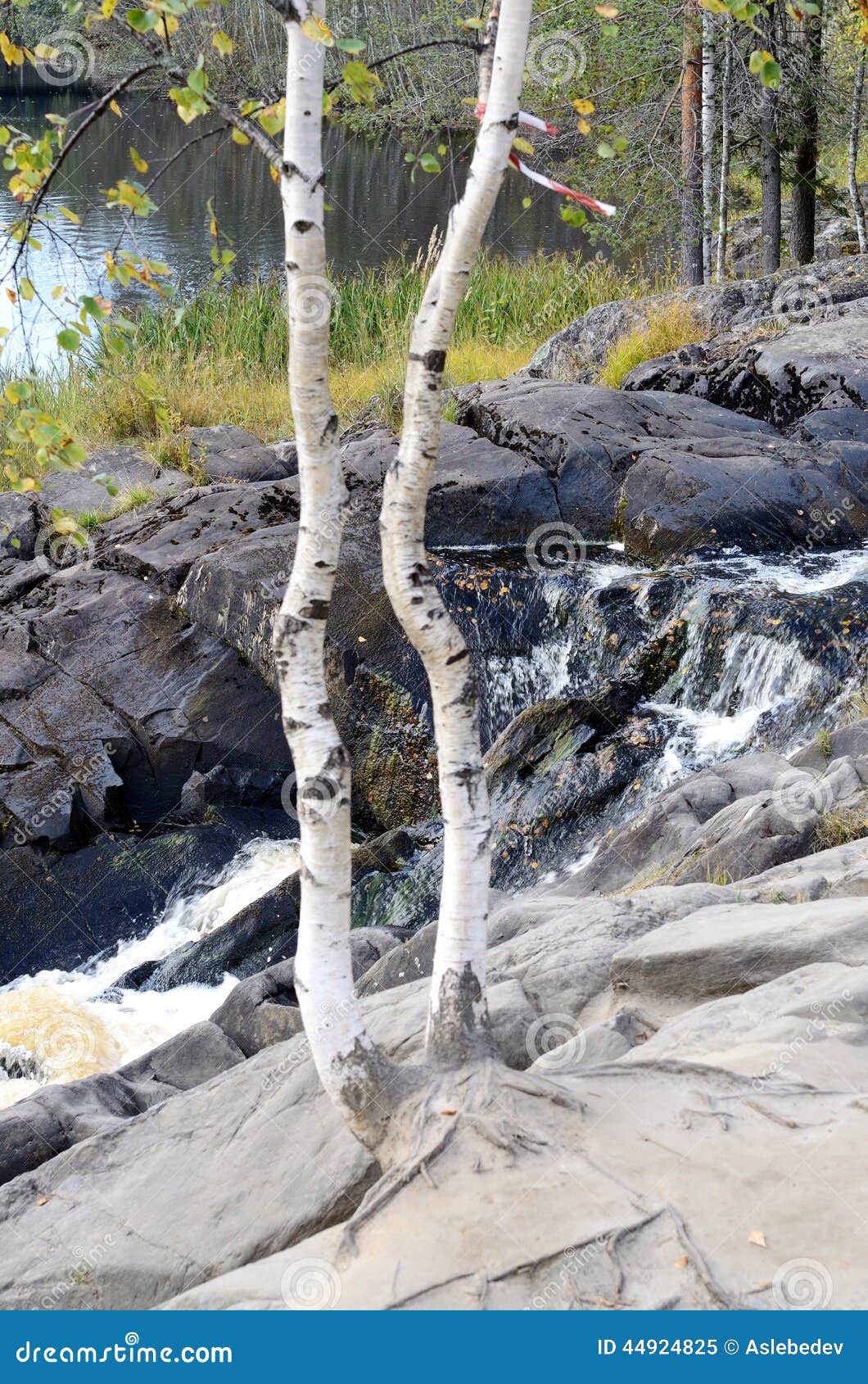 Two Birch Trees Grow Out of Stone Stock Image - Image of karelia, next ...
