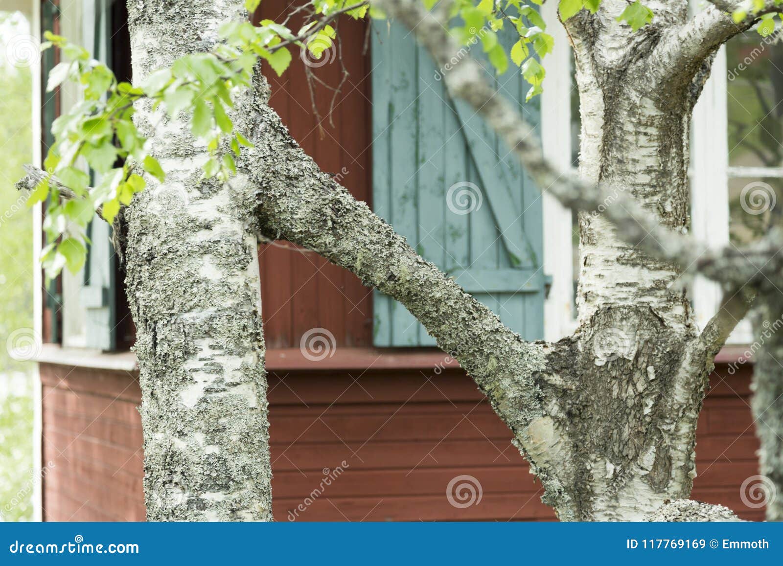 Two Birch Trees Grown Together Stock Image - Image of green, leaves ...