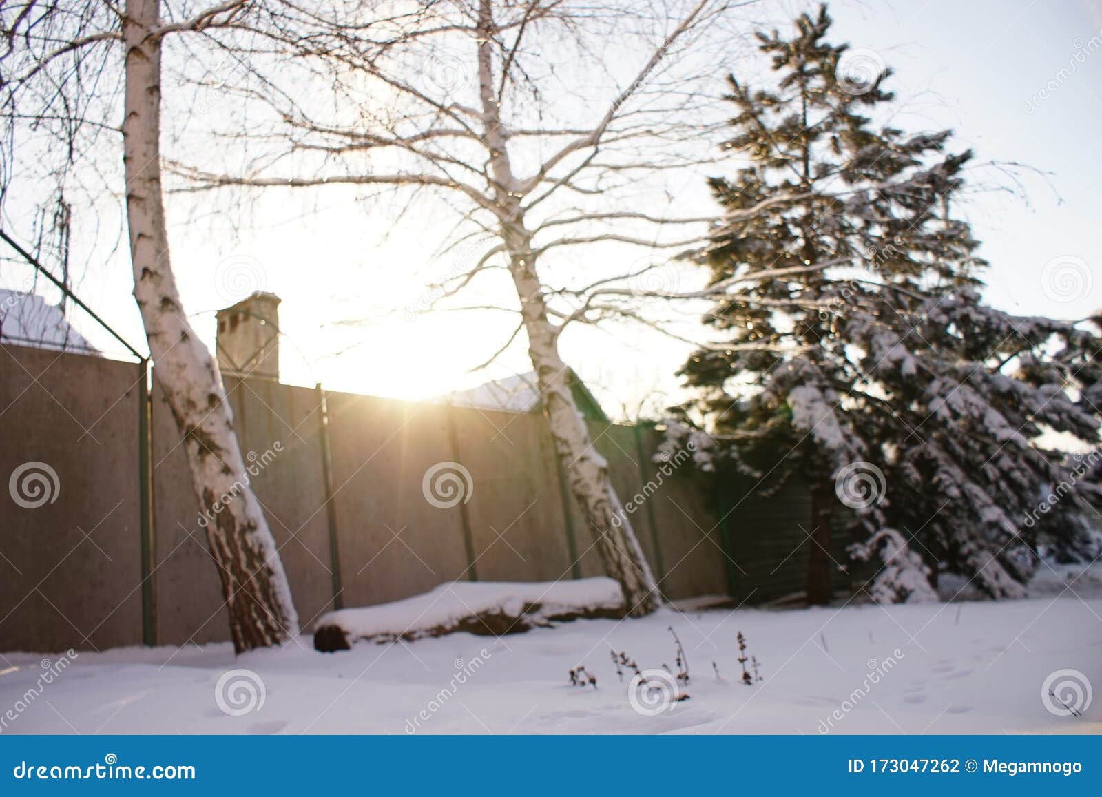 Two Birch Trees and Log Bench in the Sunny Winter Garden Stock Photo ...