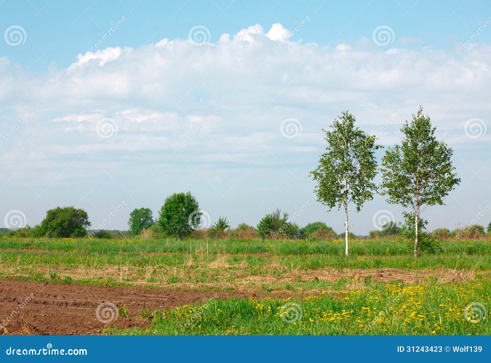 Two Birch Trees Near the Plow Stock Image - Image of tillage, country ...