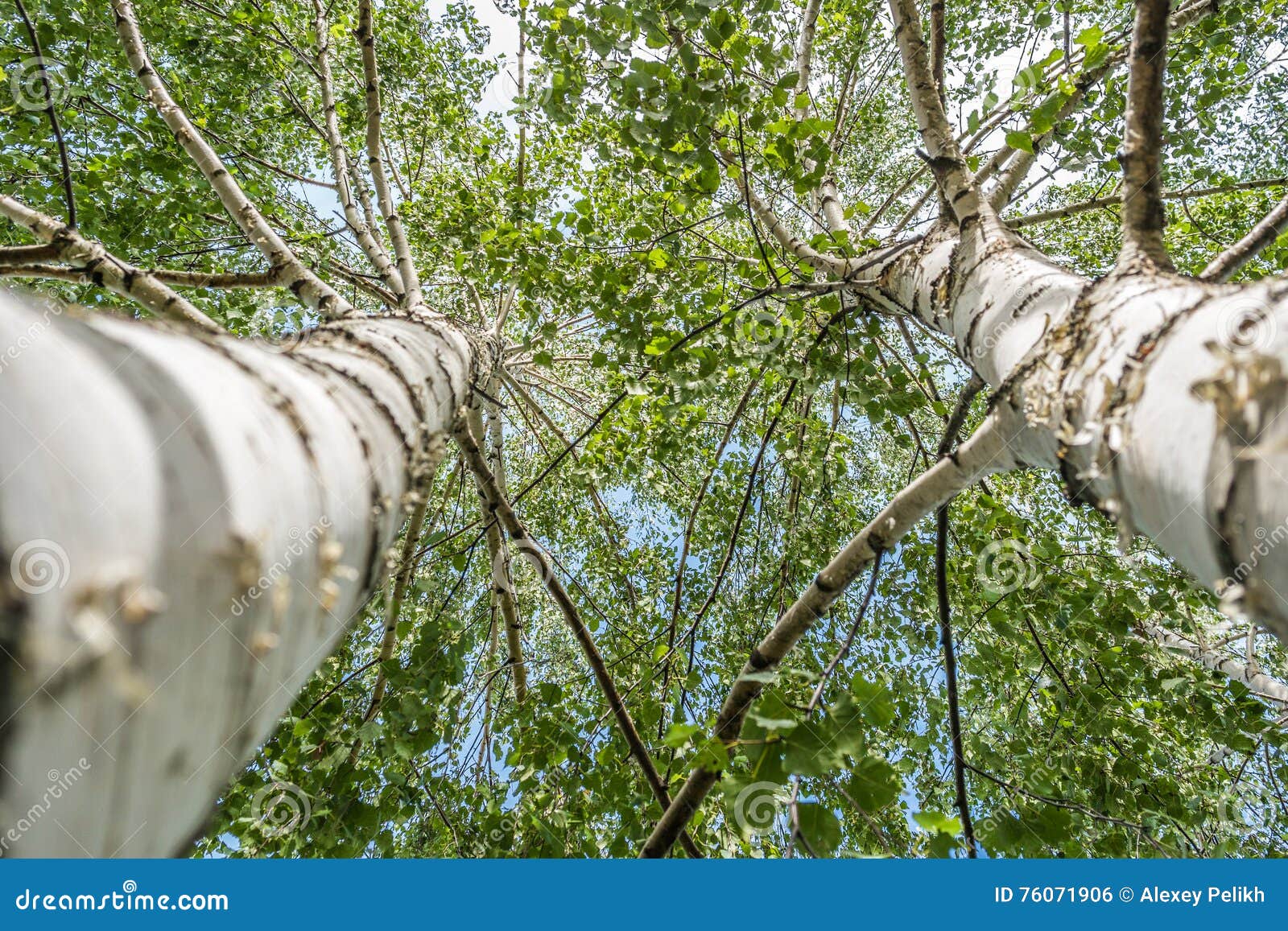 Two birch trees stock photo. Image of dark, plant, flower - 76071906
