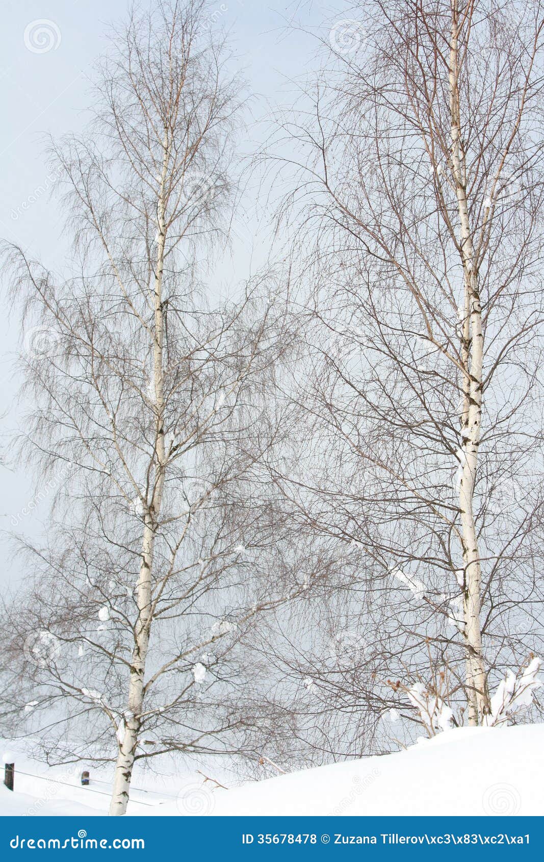 Two birch trees in winter stock photo. Image of natural - 35678478