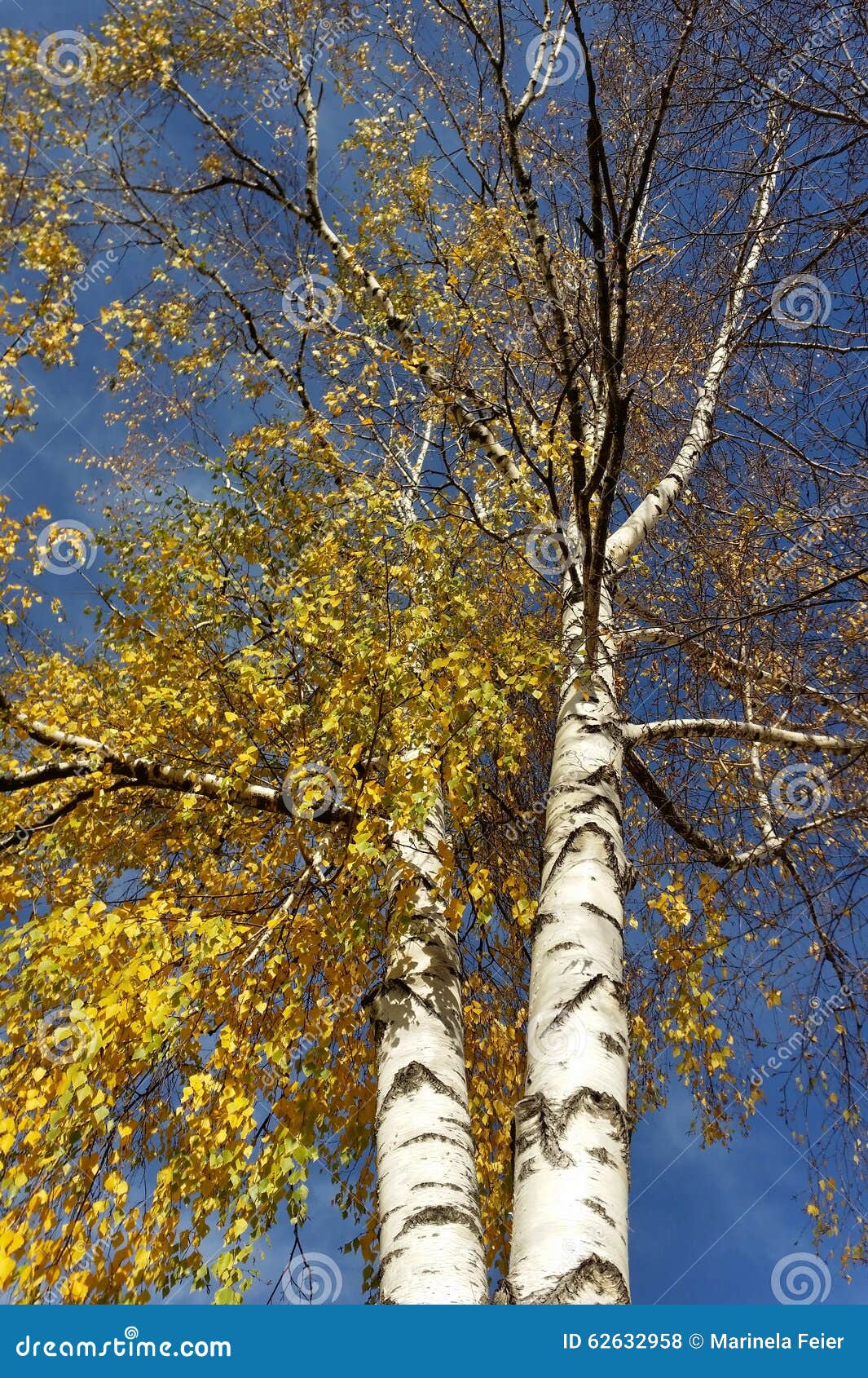 Two birch trees stock photo. Image of closeup, birch - 62632958