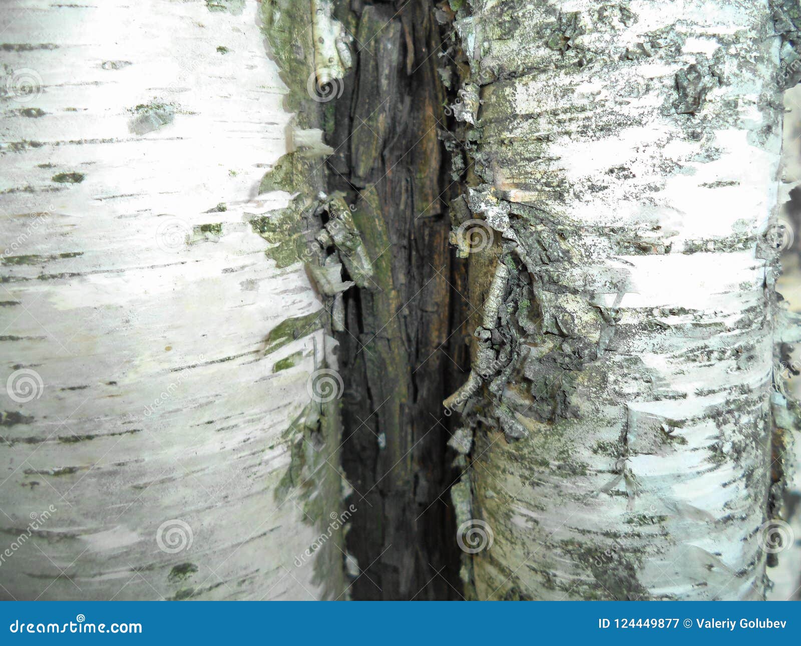 Two birches fused together stock image. Image of pattern - 124449877