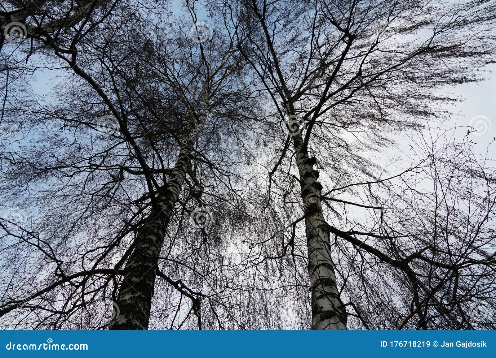 Two Birches in Winter an Upward View in the Crowns, the Trunks of the ...