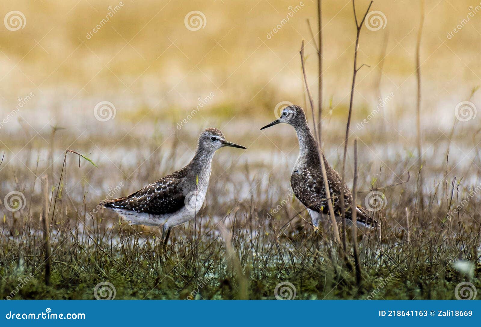 Two Bird with Beautiful Nature Stock Image - Image of beak, prairie ...