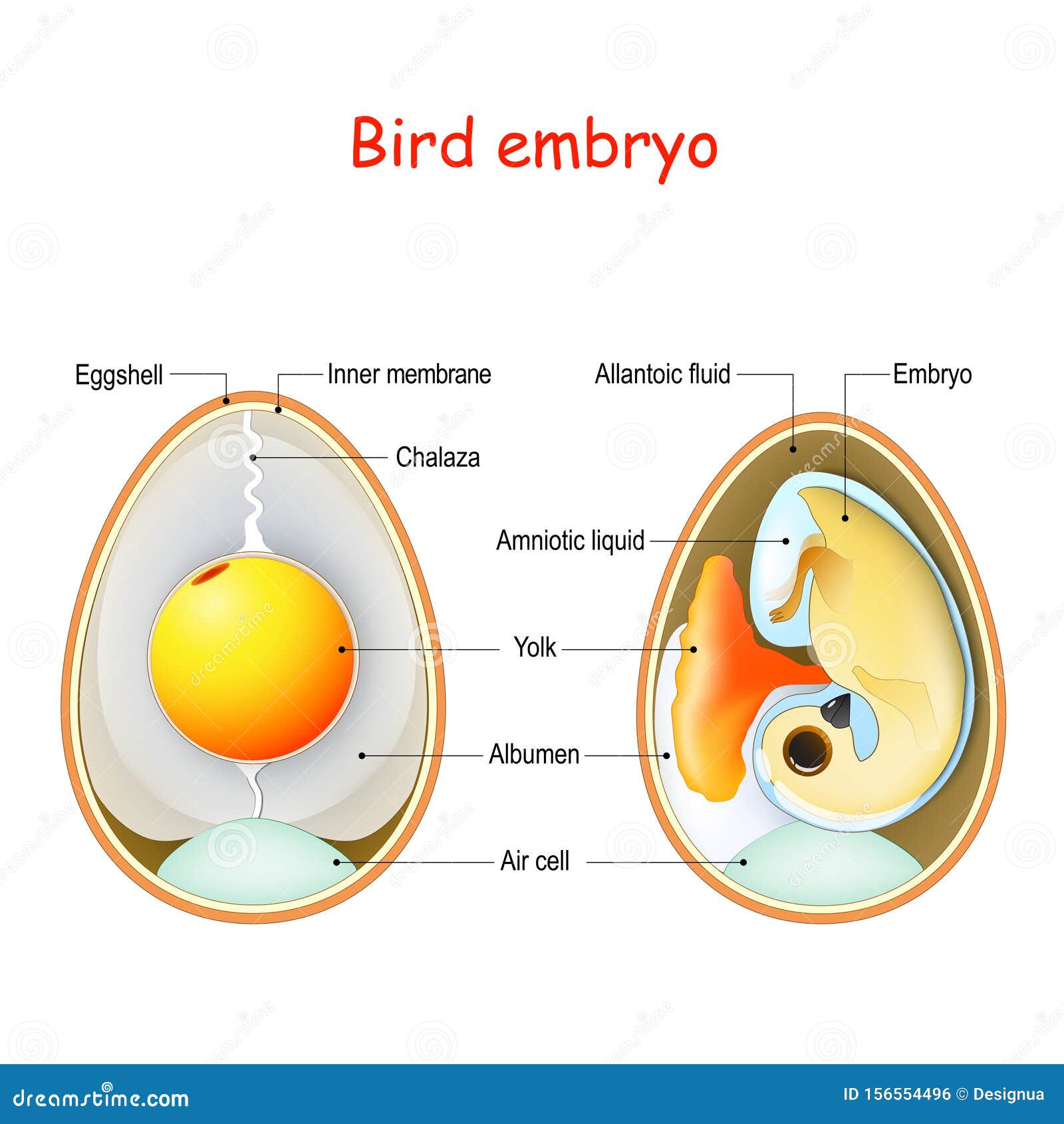 Two Bird Eggs with Embryo and Egg Anatomy. Cross Section Illustration ... Two Bird Eggs with Embryo and Egg Anatomy. Cross Section Illustration ...