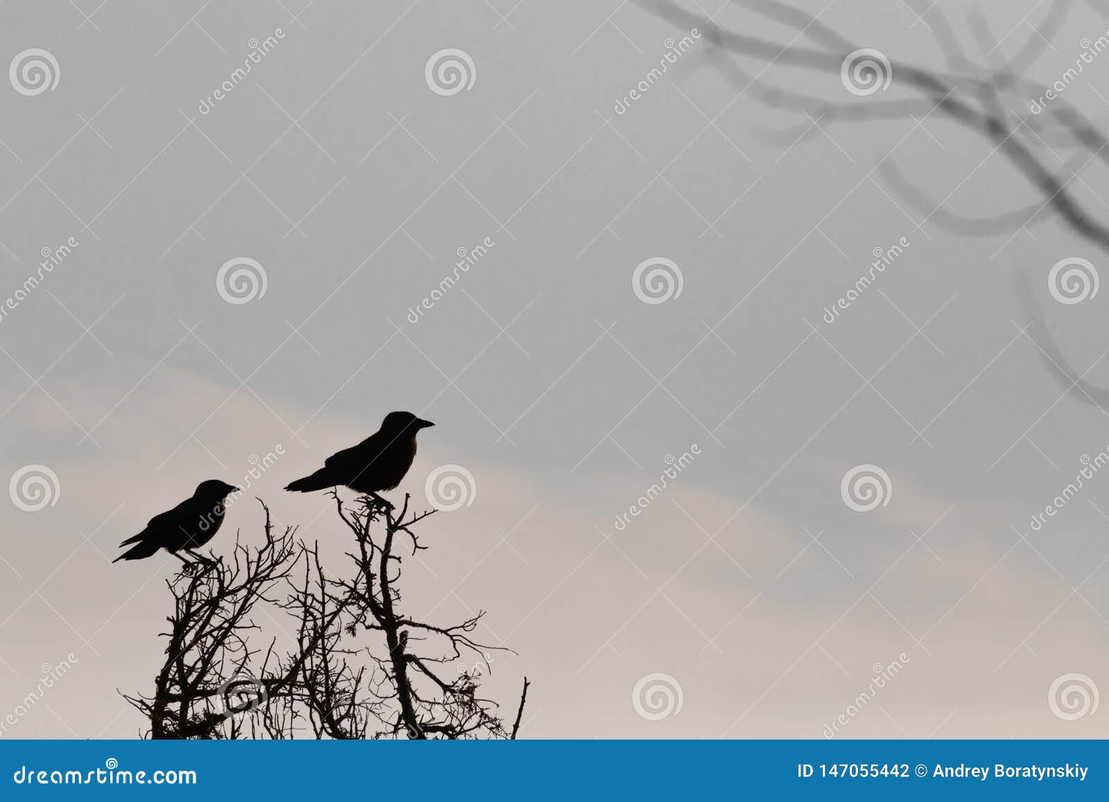 Two Bird Silhouette on Tree`s Branch Stock Photo - Image of black ...