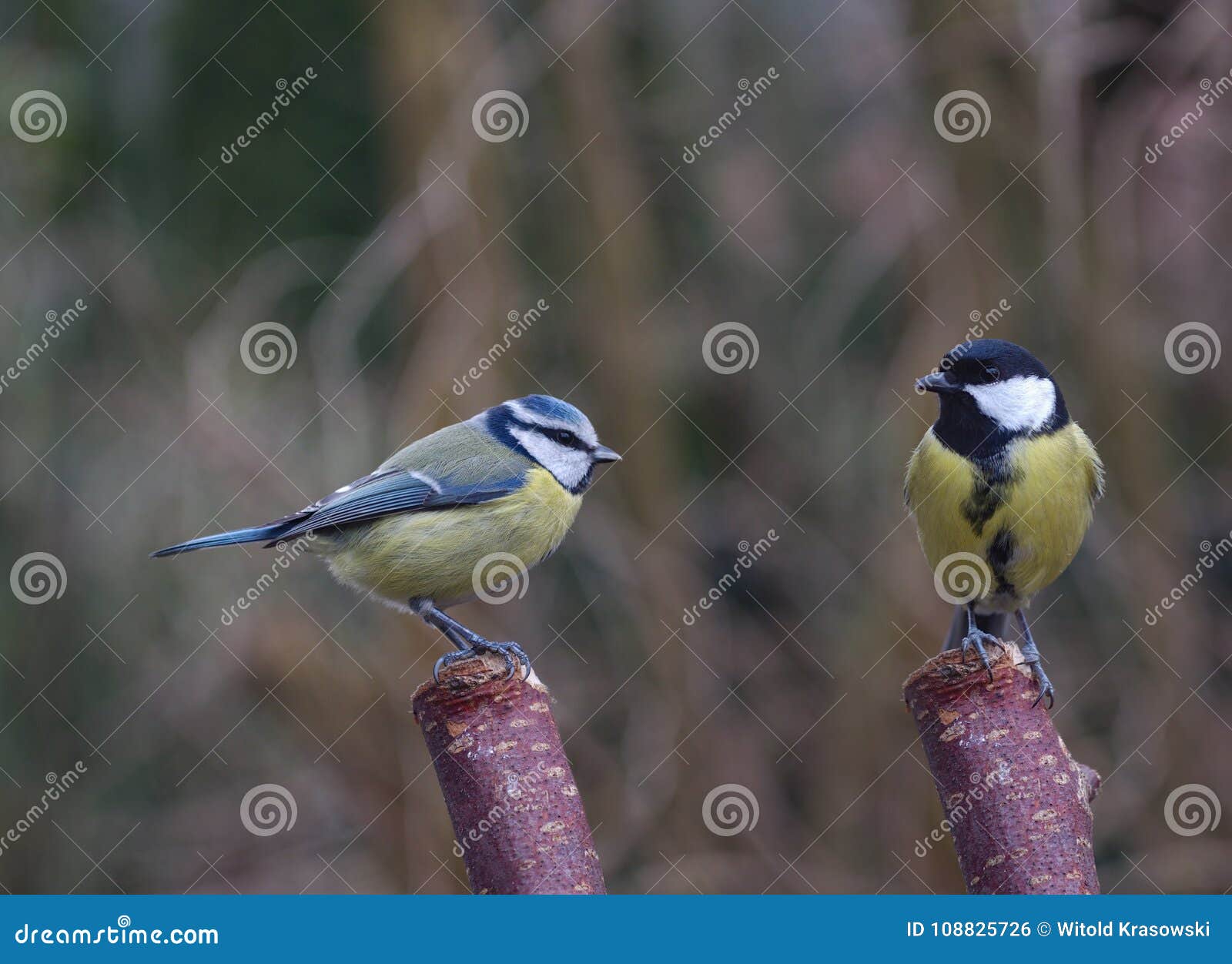 Two bird tit on branch stock photo. Image of ideas, love - 108825726