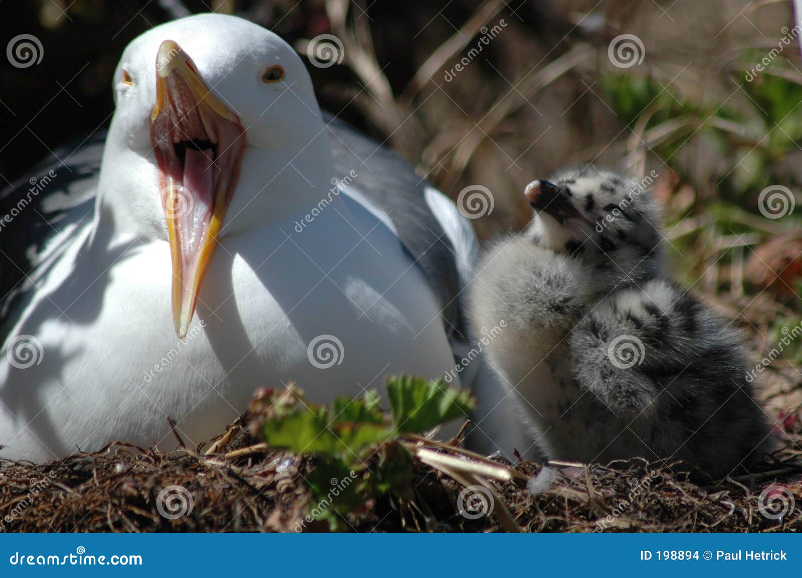 Two Birds stock photo. Image of feathers, protect, beak - 198894