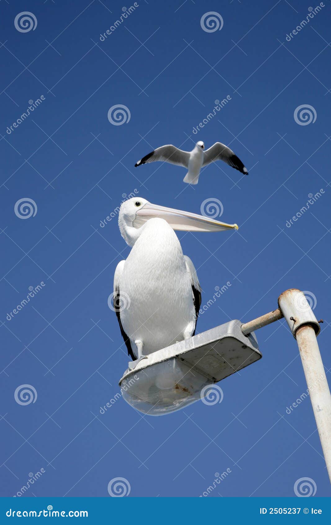 Two Birds Picture. Image: 2505237