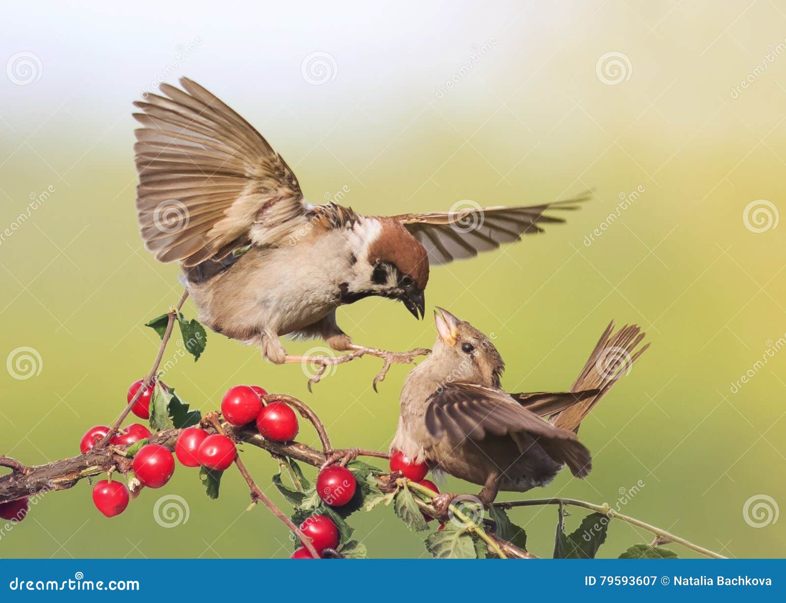Two Birds Arguing Sparrow on a Branch with Ripe Berries Stock Image ...