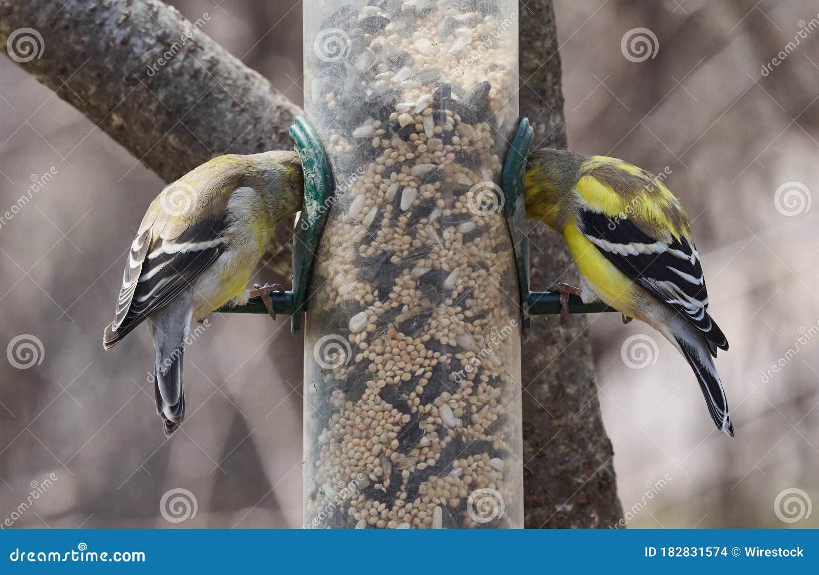 Birds eating stock photo. Image of birdseed, feeding - 182831574