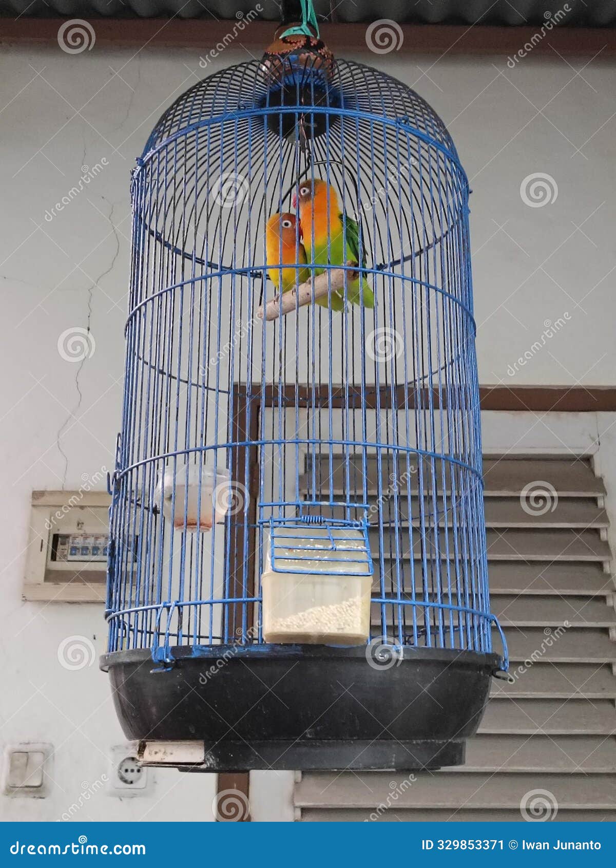 Two birds in blue cage stock image. Image of cage, blue - 329853371