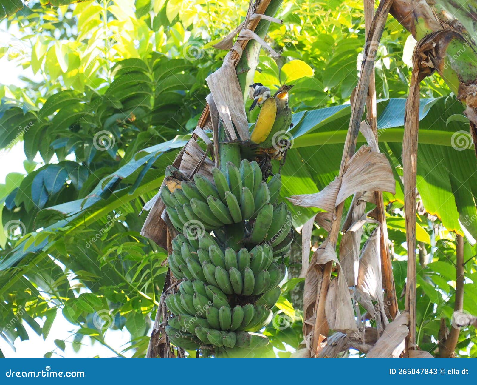 Two Birds on a Bunch of Bananas Stock Image - Image of bunch, fruits ...