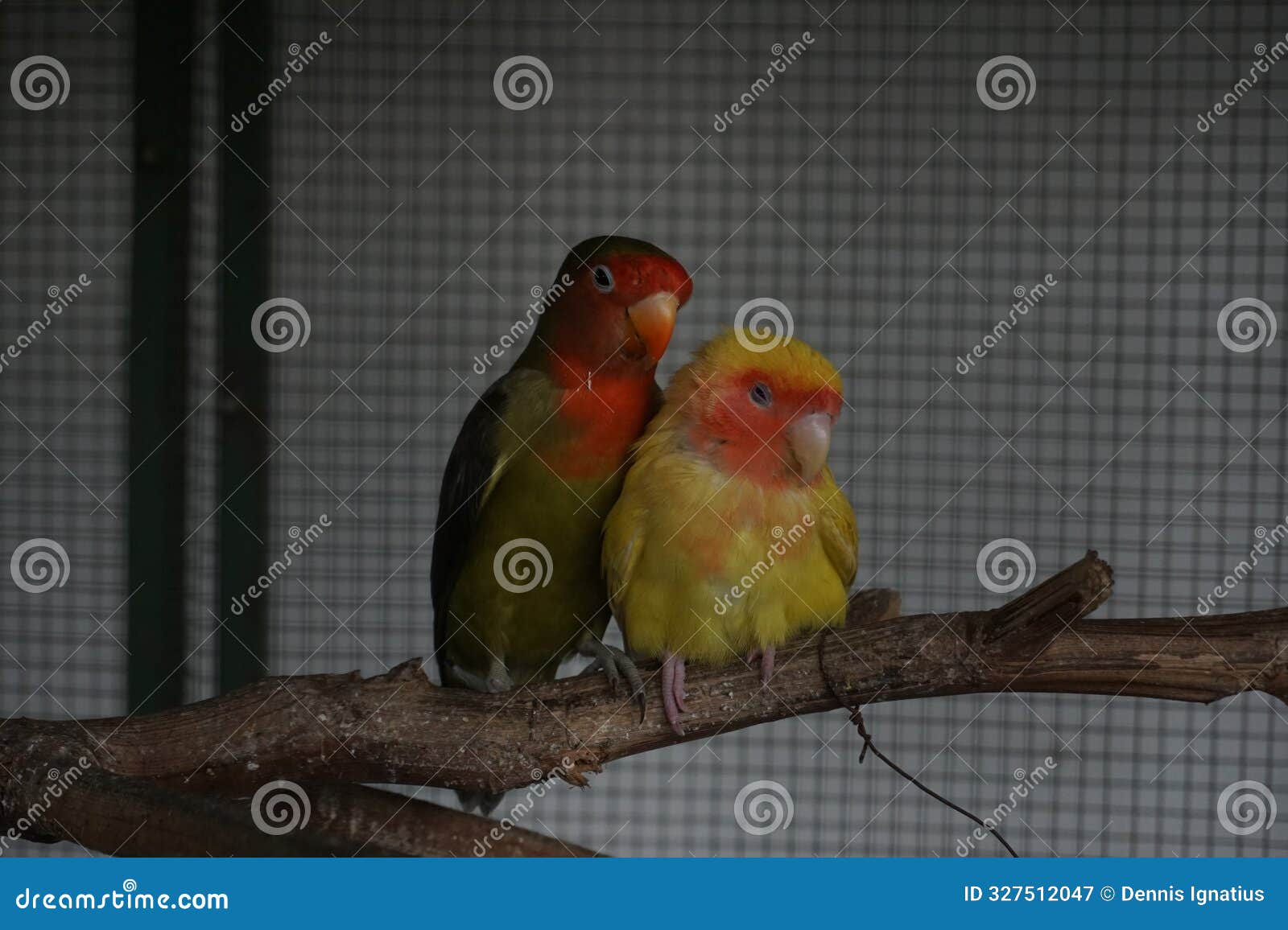 Two birds in cage together stock image. Image of cage - 327512047