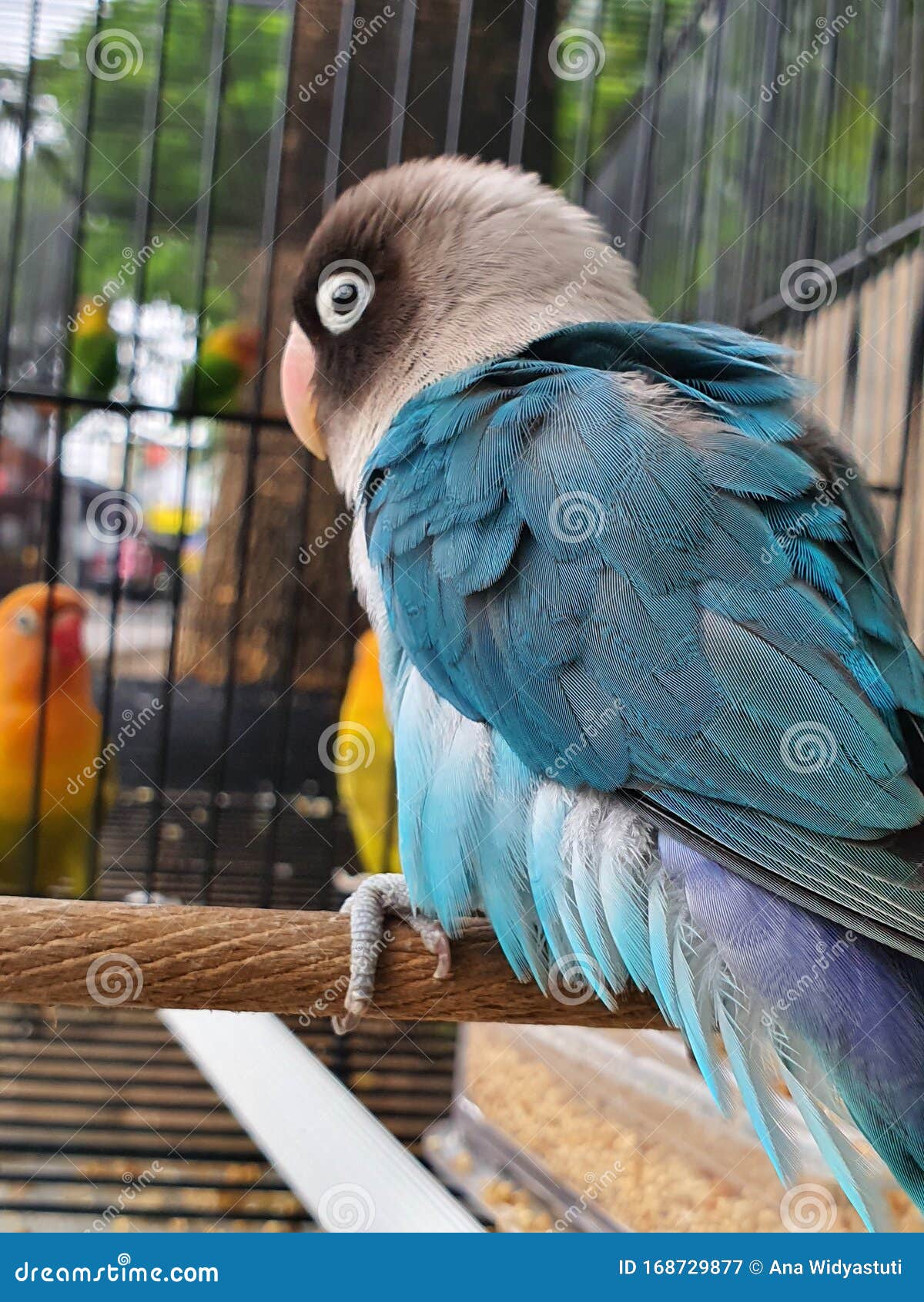 Two Birds are so Cute and Beautiful Stock Image - Image of beautiful ...