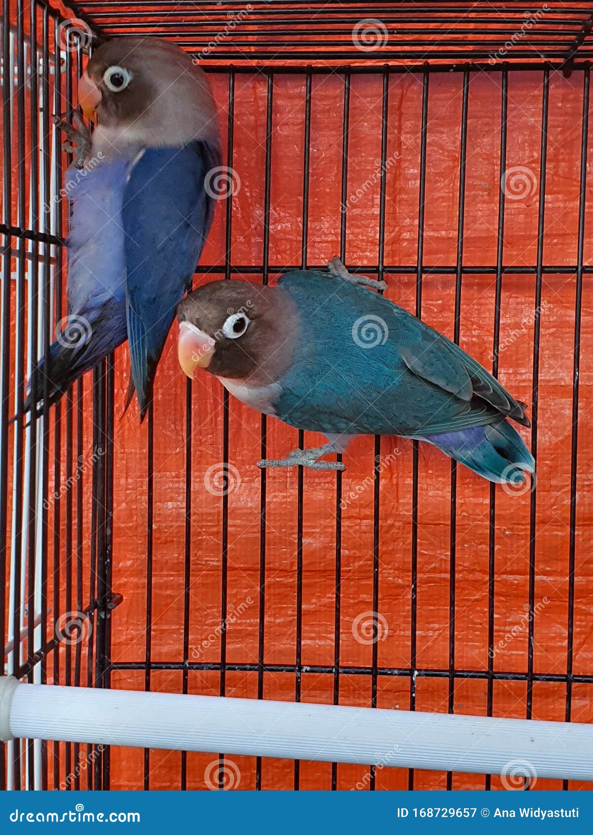 Two birds are so cute stock image. Image of blue, cage - 168729657
