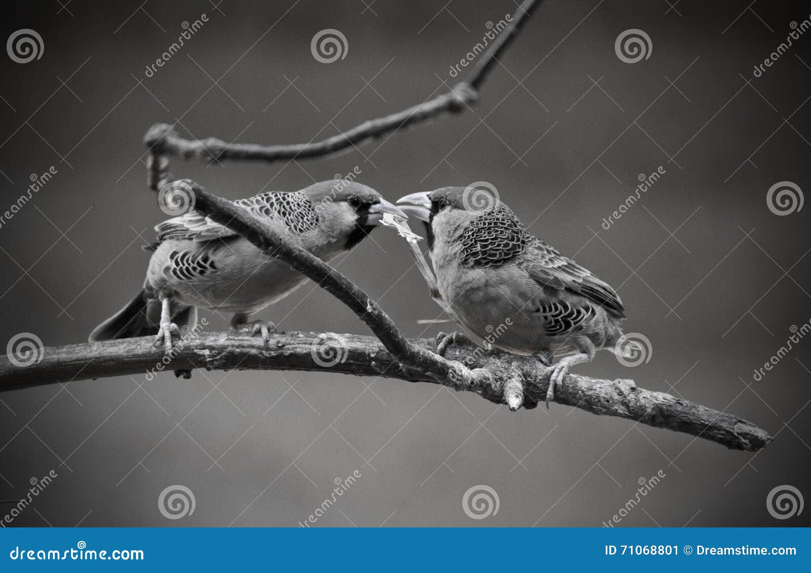 Two Birds Demonstrating Teamwork Partnership & Communication in Nature ...