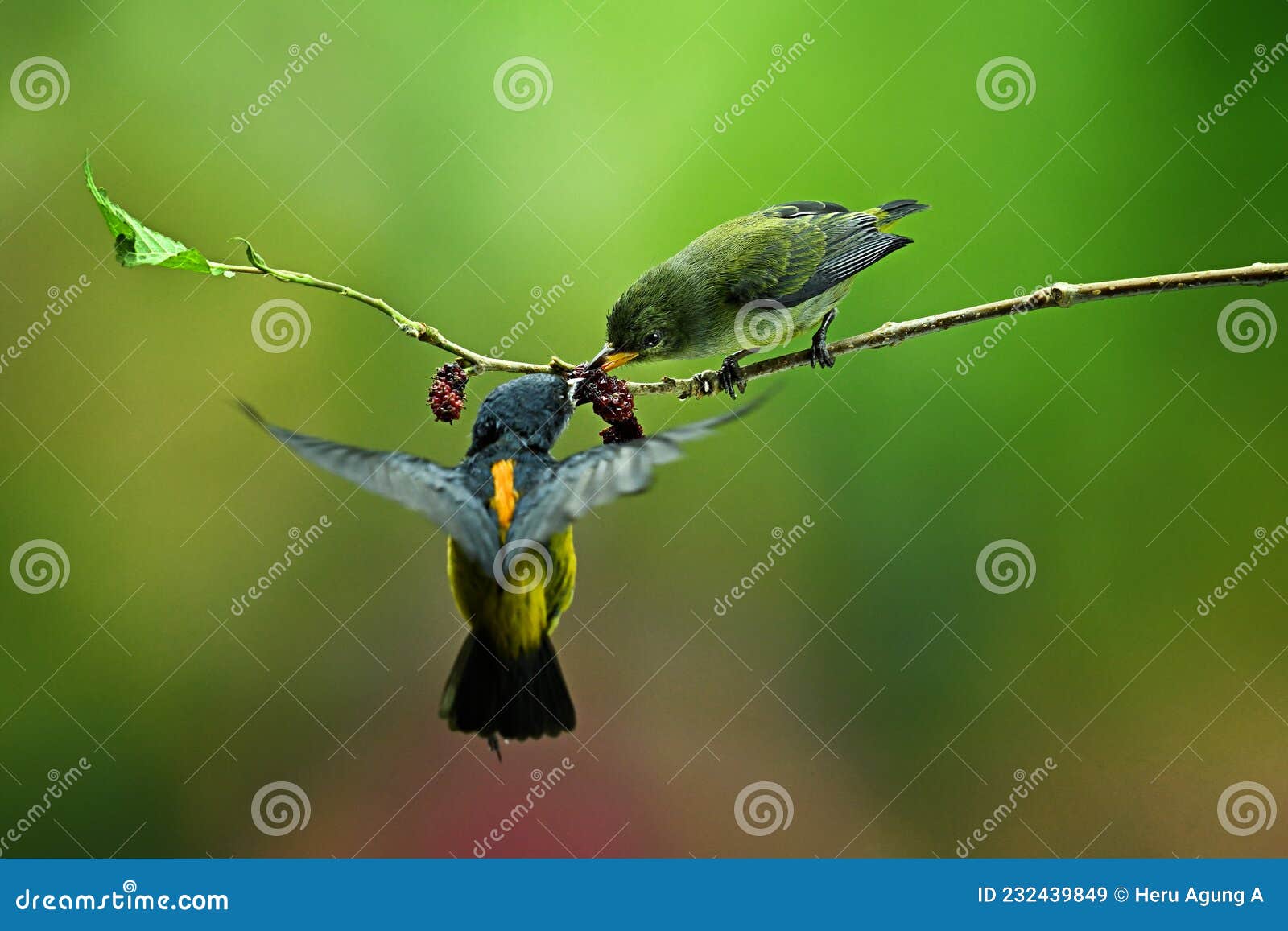 Two Birds Eating Fruit Together Stock Image - Image of fruit, animal ...